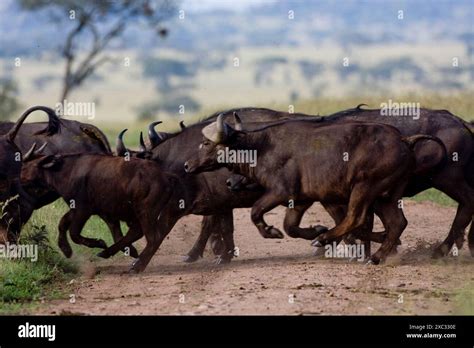 A Herd Of African Buffalo Or Cape Buffalo Syncerus Caffer Running