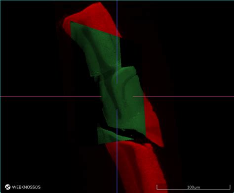 layers and settings webknossos documentation