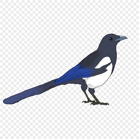 까치 이미지 사진 401504127 무료 다운로드