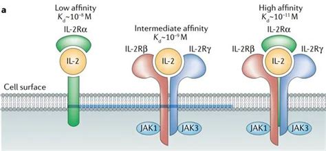 跨越40年，老靶点il 2重回热门赛道医药新闻 Bydrug 一站式医药资源共享中心 医药魔方