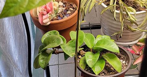 Avocado Sapling Album On Imgur