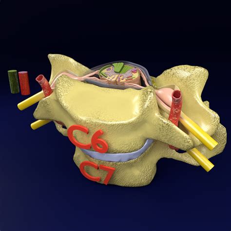 Spinal Tracts Cord Vertebrae Labelled 3d Model Superhive Formerly Blender Market