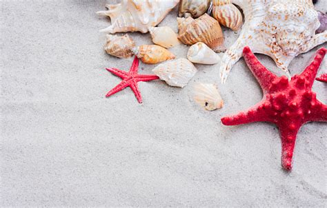 조개와 모래에 붉은 바다 별입니다 텍스트 복사 공간 태국에서 여름 해변 배경 껍데기에 대한 스톡 사진 및 기타 이미지 껍데기