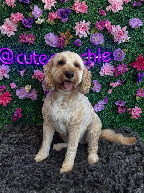 Cute Poochie Cute Poochie Added A New Photo