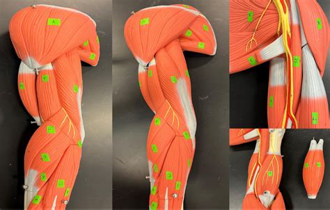 Lab 6 Upper Arm Model Diagram Quizlet