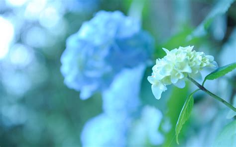 Beautiful Hydrangea Wallpaper 1920x1200 22554