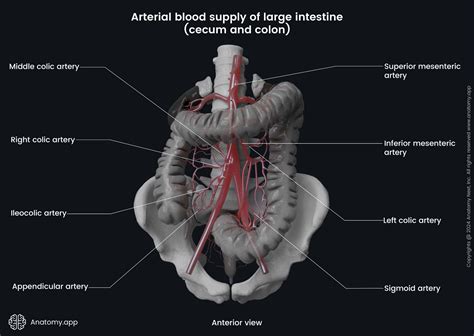 Left Colic Artery Anatomy App