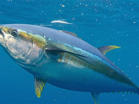 Identifying Bluefin Vs Yellowfin Tuna New Sport Fishing