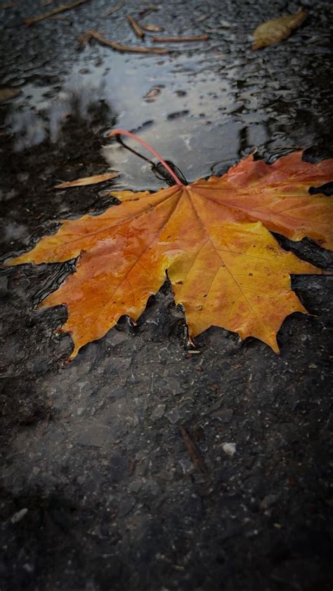 Ира •дом уют природа фото• Ira Leonovaa • Instagram Photos And Videos Blue Moon