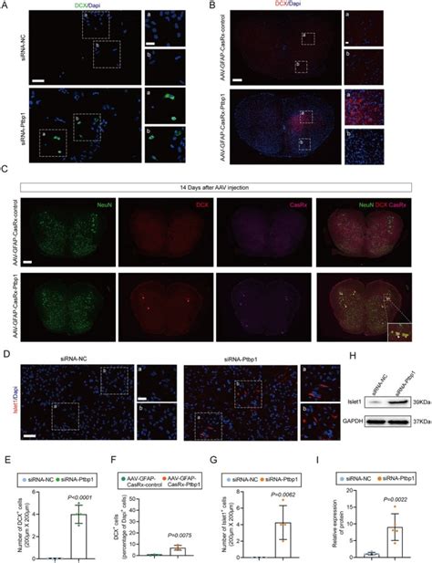 Ptbp1 Knockdown In Glial Cells Promotes Motor And Sensory Function