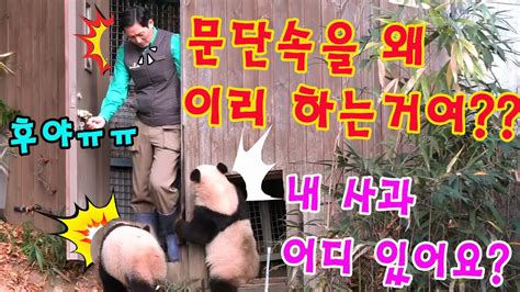💥아이고💥루이바오 와 후이바오 가 갑자기 할부지 의 문을 부수고 사과를 달라고 했어요😱앗 송할부지 ㅋㅋㅋㅋ 아가들이 오늘 문앞에서 밍기적 거려서 유인하신거군요 ㅋㅋㅋㅋㅋ