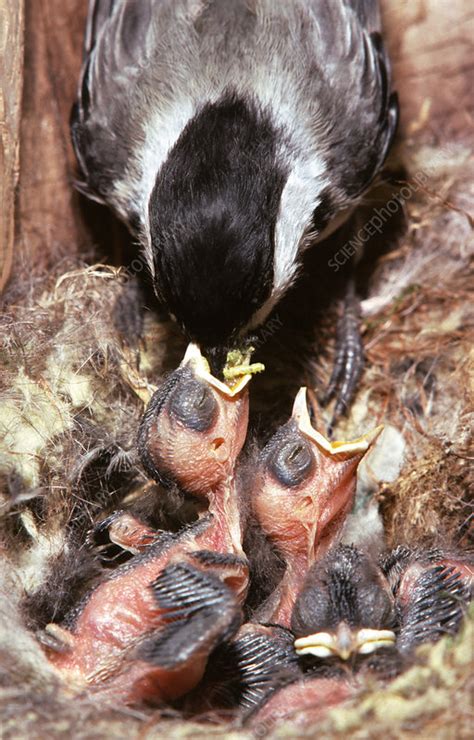 Black Capped Chickadee Babies