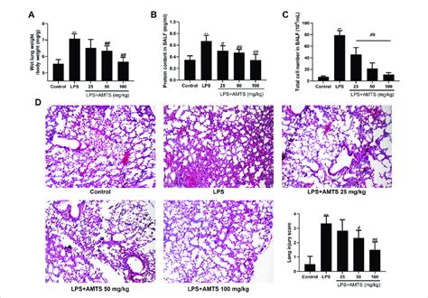 Amts Pretreatment Attenuated Lps Induced Ali In Mice A Wet Lung
