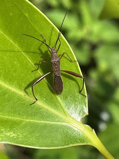 Riptortus Linearis From Zampa Misaki Park Yomitan Okinawa Jp On May 5 2024 At 12 59 Pm By