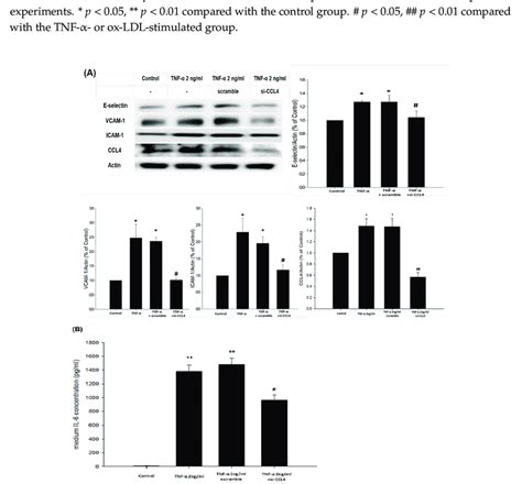 Inhibition Of The Exogenous Ccl4 Reduced The Tnf α And Ox Ldl Induced Download Scientific