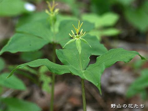 ツクバネソウ 野山の花たち 東北と関東甲信越の花