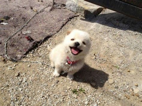 강아지상 Vs 고양이상 인스티즈 Instiz 인티포털 카테고리