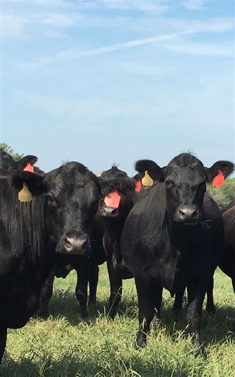 Livestock Health Foot Rot Prevention And Treatment Ut Beef And Forage
