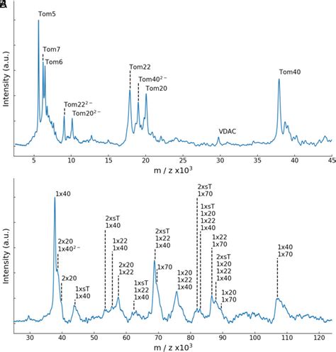 Two Conformations Of The Tom20 Preprotein Receptor In The Tom Holo