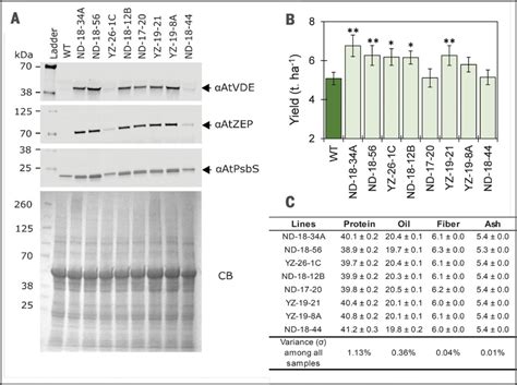 Improved Soybean Photosynthesis And Yield By Accelerating Recovery From Photoprotection Plantae