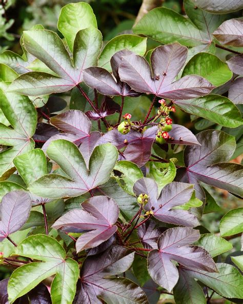 𝘑𝘢𝘵𝘳𝘰𝘱𝘩𝘢 𝘨𝘰𝘴𝘴𝘺𝘱𝘪𝘪𝘧𝘰𝘭𝘪𝘢 紅葉痲瘋樹 雲端植物園the Cloud Botanical Garden