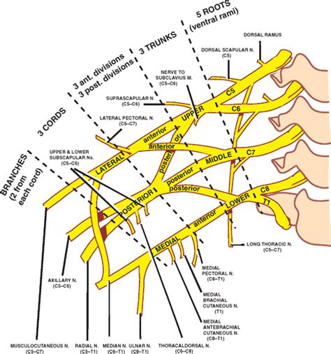 Nerve Plexus Anatomy