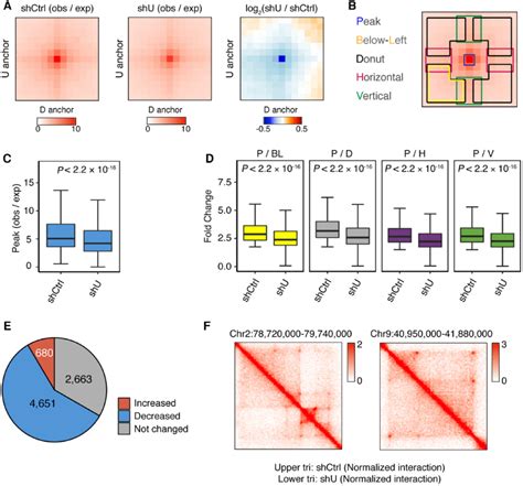 The Intensity Of Chromatin Loops Decreases Upon Hnrnpu Depletion A Download Scientific