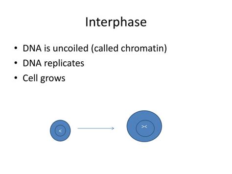 Meiosis Ppt Download