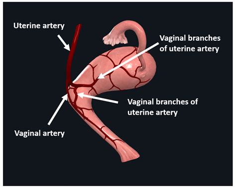 Parts Of Uterus Diagram Ladies All You Should Know About Yo