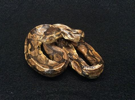 Freeze Dried Ball Python Strike Pose By Qualitytaxidermy On Etsy