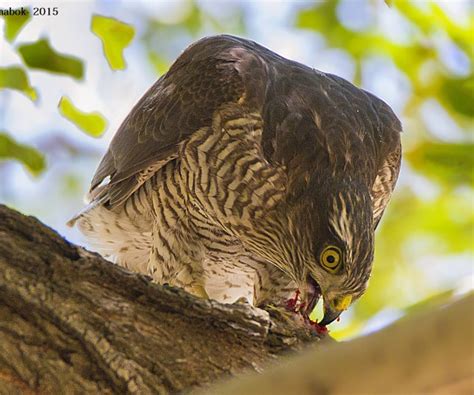 گونه های جانوری