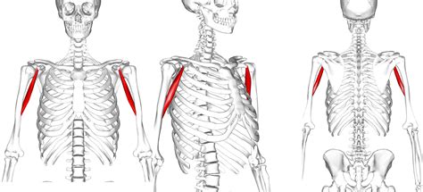 Coracobrachialis Muscle Yoga Anatomy