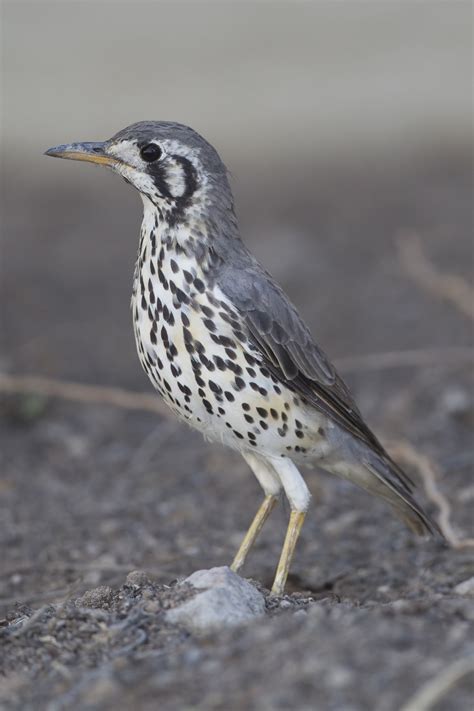 Разновидности дроздов картинки и фото Poknok Art