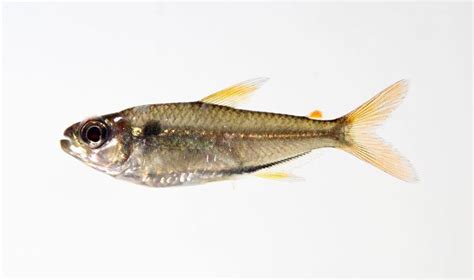 Characidae Alchetron The Free Social Encyclopedia