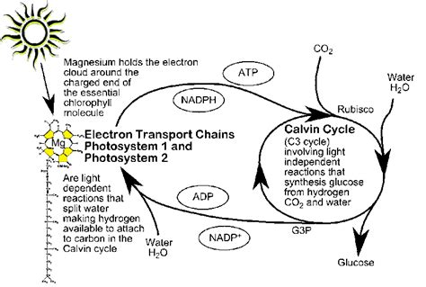 Inputs And Outputs Of Calvin Cycle
