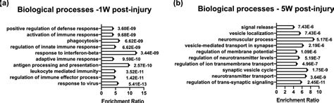 Transcriptomic Analysis Of The Retina After Exposure To Blast With Rna Download Scientific