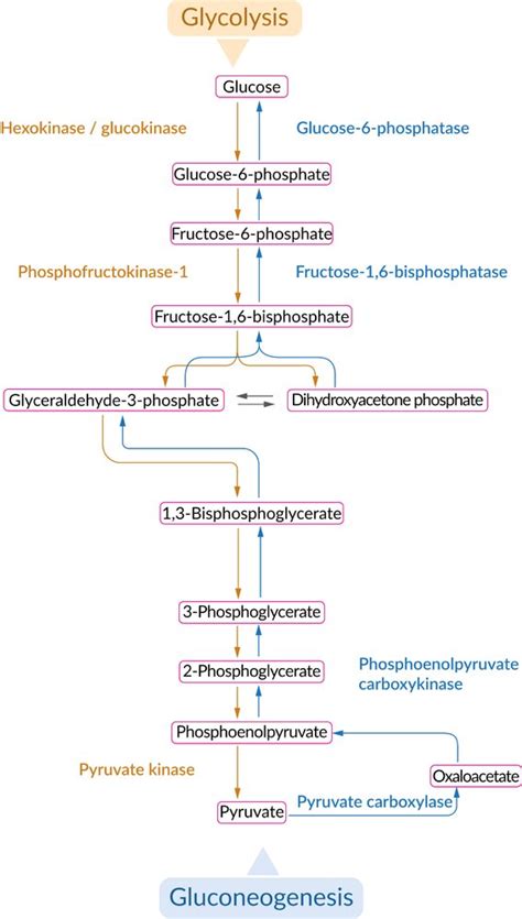 Gluconeogenesis Simple Pathway