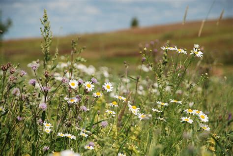 รูปภาพ ดอกไม้ป่า พืชดอก ทุ่งหญ้า ปลูก สภาพแวดล้อมทางธรรมชาติ อีโครีเจียน ครอบครัวหญ้า