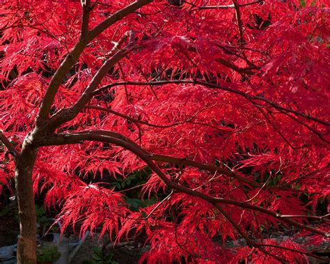 10 Trees With Red Leaves For Stunning Garden Color Gardeningetc