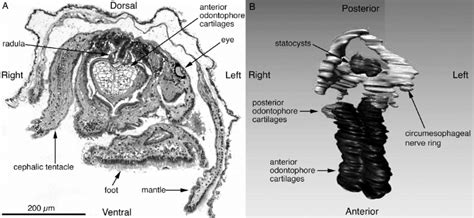 An Example Of Histology And Three Dimensional Reconstruction From