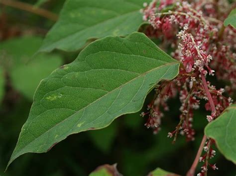 メイゲツソウ名月草 草花ブログ時告風