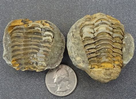 Mold And Cast Fossil