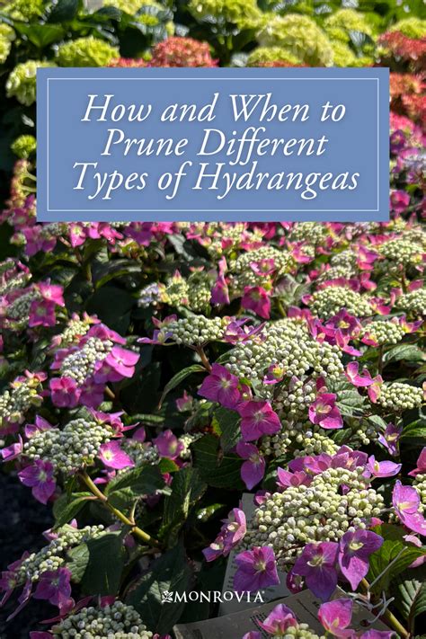Best 13 How And When To Prune Different Types Of Hydrangeas Artofit