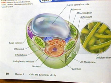 Blog Posts Mrs Mastersons 7th Grade Science
