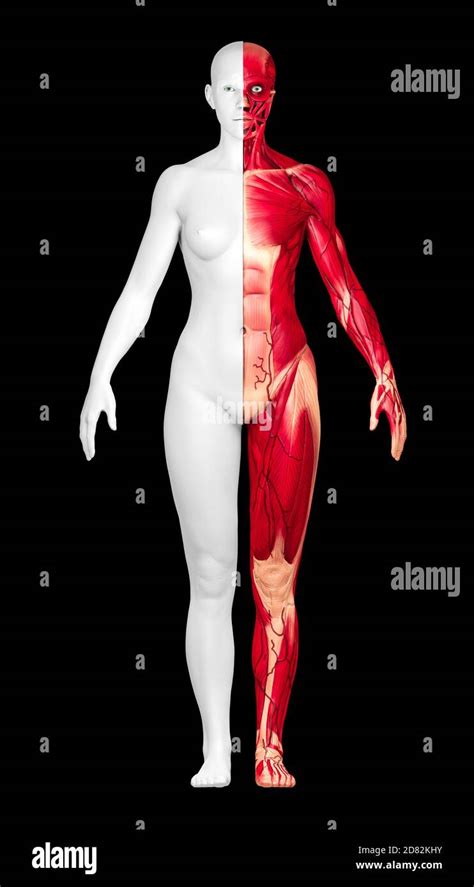 Study Of Human Anatomy Naked Woman Seen From The Front Divided In Two One Half With Skin The