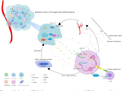 Figure From Tumor Associated Neutrophils In Colorectal Cancer Development Progression And