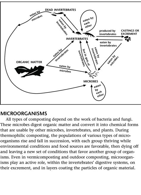 Feeding Interactions Among Organisms In Compost Download Scientific Diagram