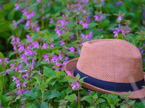 9 Great Azalea Companion Plants To Consider For Your Garden Florgeous