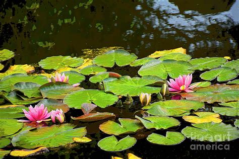 Growing Lily Pads In Ponds At John Richard Blog
