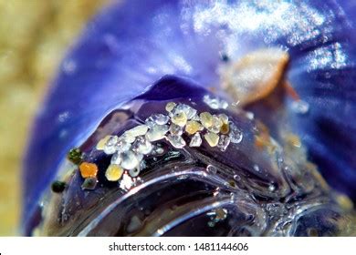 Pipi Shell Images Stock Photos Vectors Shutterstock